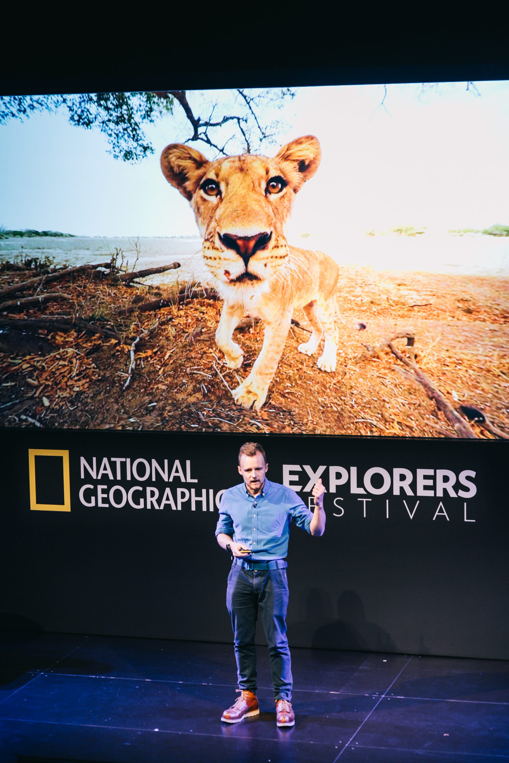 Gibson the Lion VR - Meeting Wild Lions in 360 degrees